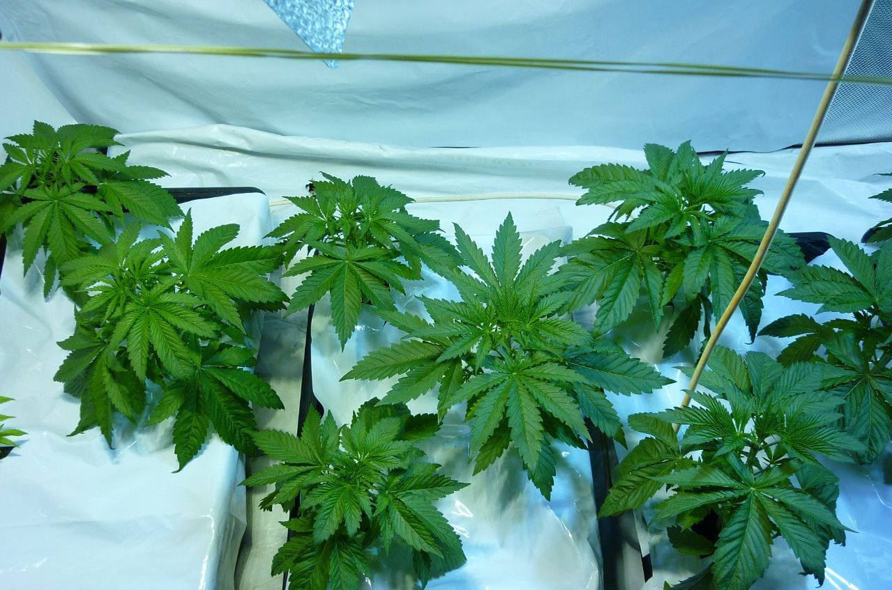 NFT seed run karma genetics (Biker Kush OG) UGORG (Blues) AKG (Eisbaer) | Grasscity Forums - The ...