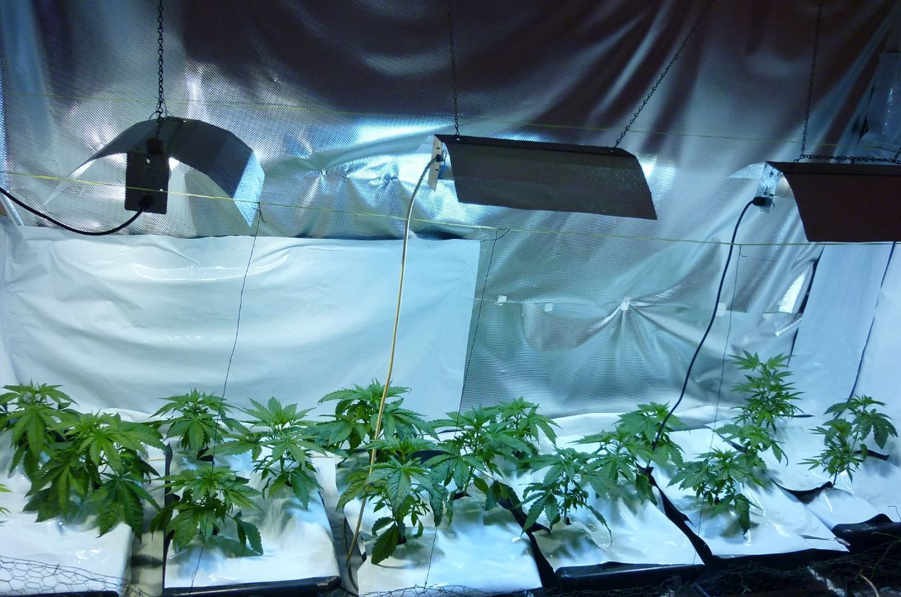 NFT seed run karma genetics (Biker Kush OG) UGORG (Blues) AKG (Eisbaer) | Grasscity Forums - The ...