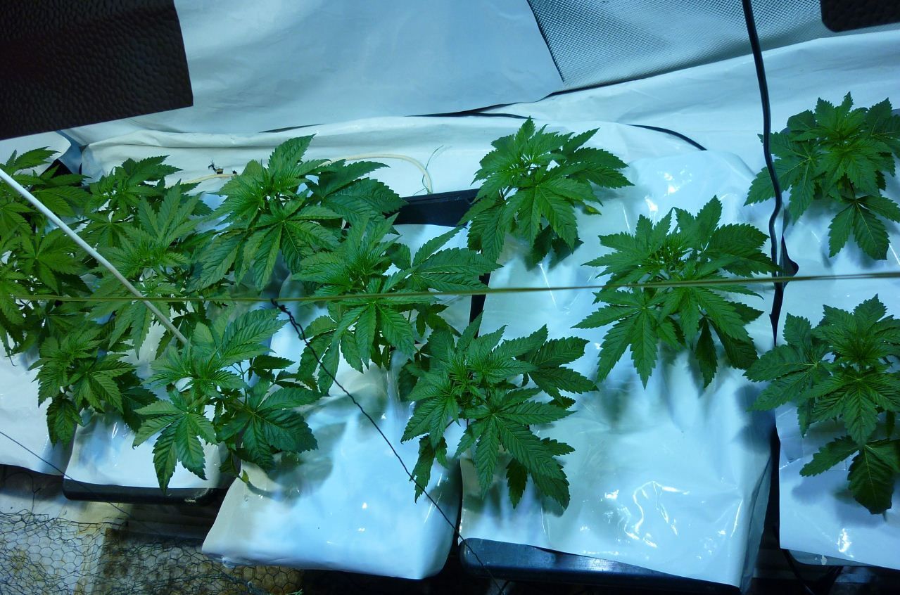 NFT seed run karma genetics (Biker Kush OG) UGORG (Blues) AKG (Eisbaer) | Grasscity Forums - The ...