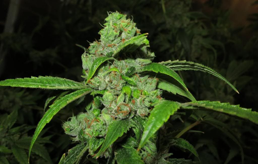 NFT seed run karma genetics (Biker Kush OG) UGORG (Blues) AKG (Eisbaer) | Grasscity Forums - The ...