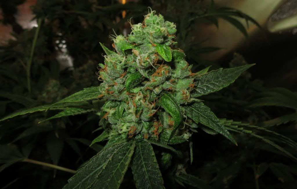 NFT seed run karma genetics (Biker Kush OG) UGORG (Blues) AKG (Eisbaer) | Grasscity Forums - The ...