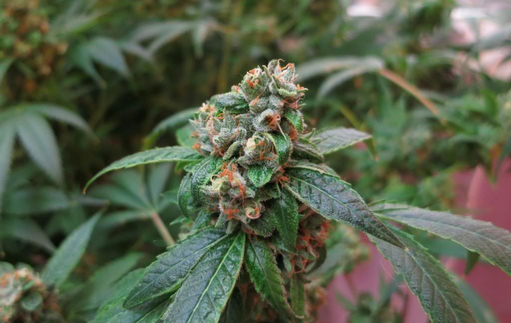 NFT seed run karma genetics (Biker Kush OG) UGORG (Blues) AKG (Eisbaer) | Grasscity Forums - The ...