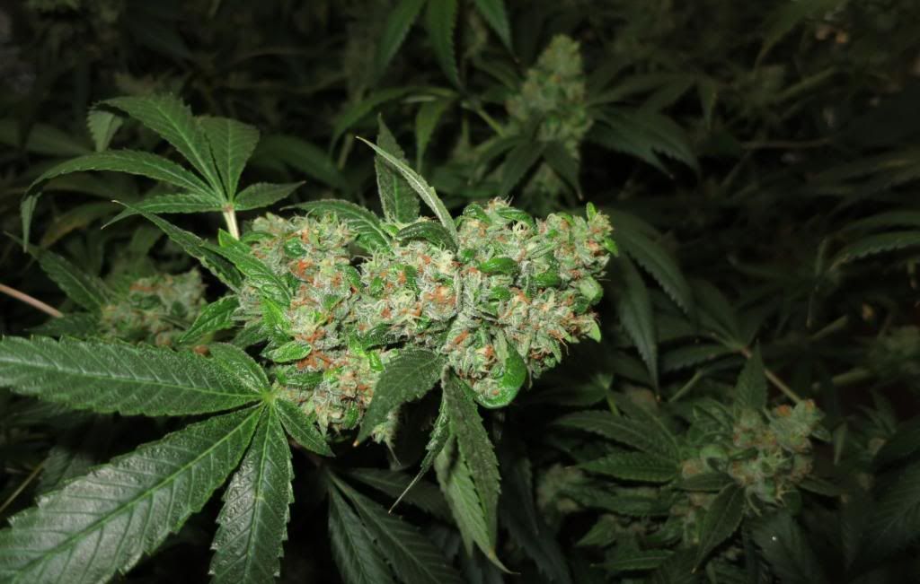 NFT seed run karma genetics (Biker Kush OG) UGORG (Blues) AKG (Eisbaer) | Grasscity Forums - The ...