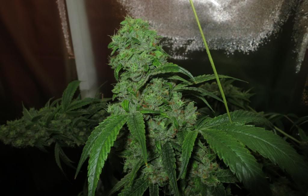 NFT seed run karma genetics (Biker Kush OG) UGORG (Blues) AKG (Eisbaer) | Grasscity Forums - The ...