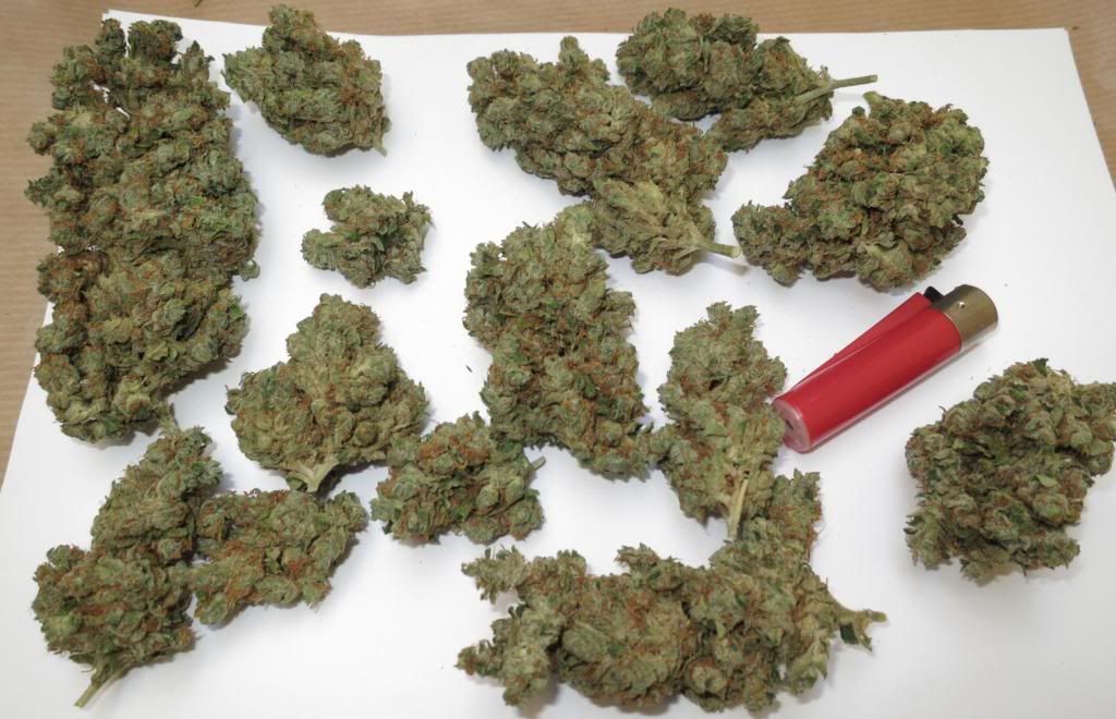 NFT seed run karma genetics (Biker Kush OG) UGORG (Blues) AKG (Eisbaer) | Grasscity Forums - The ...