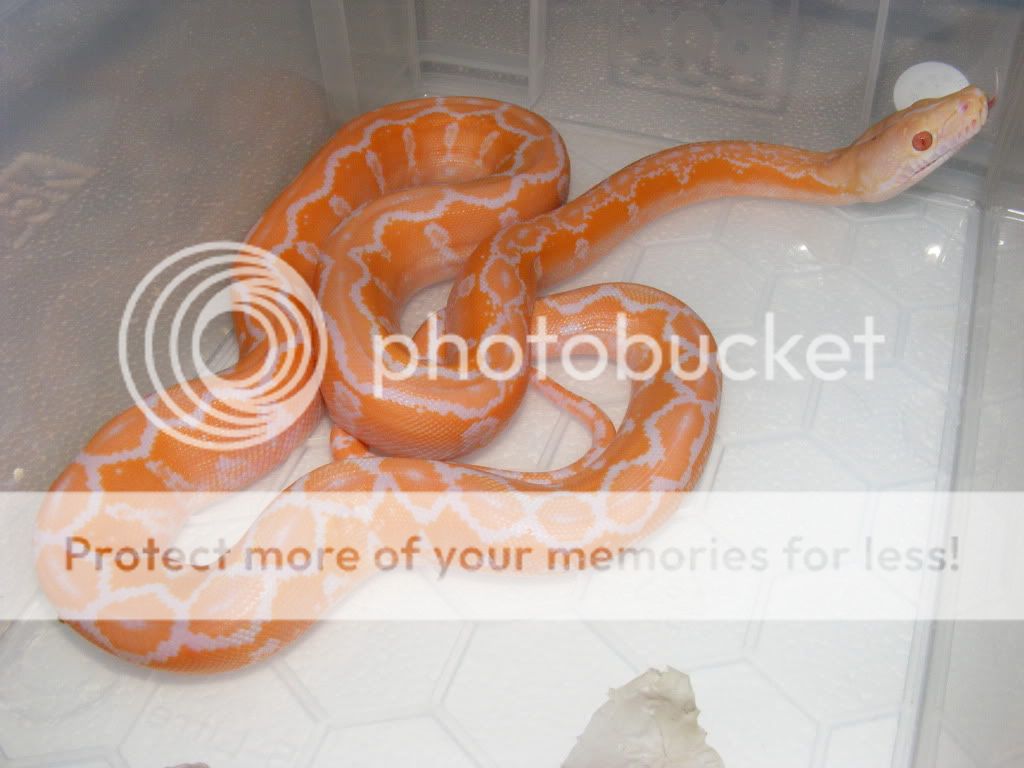 Imperial Retics 2012 | Reptile Forums