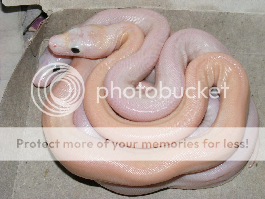 Imperial Retics 2012 | Reptile Forums