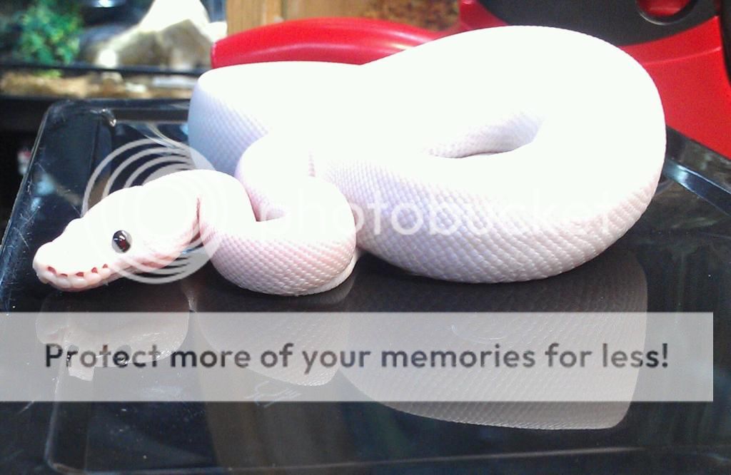 SE England - Cb13 Male black eyed leucistic ball python for sale ...