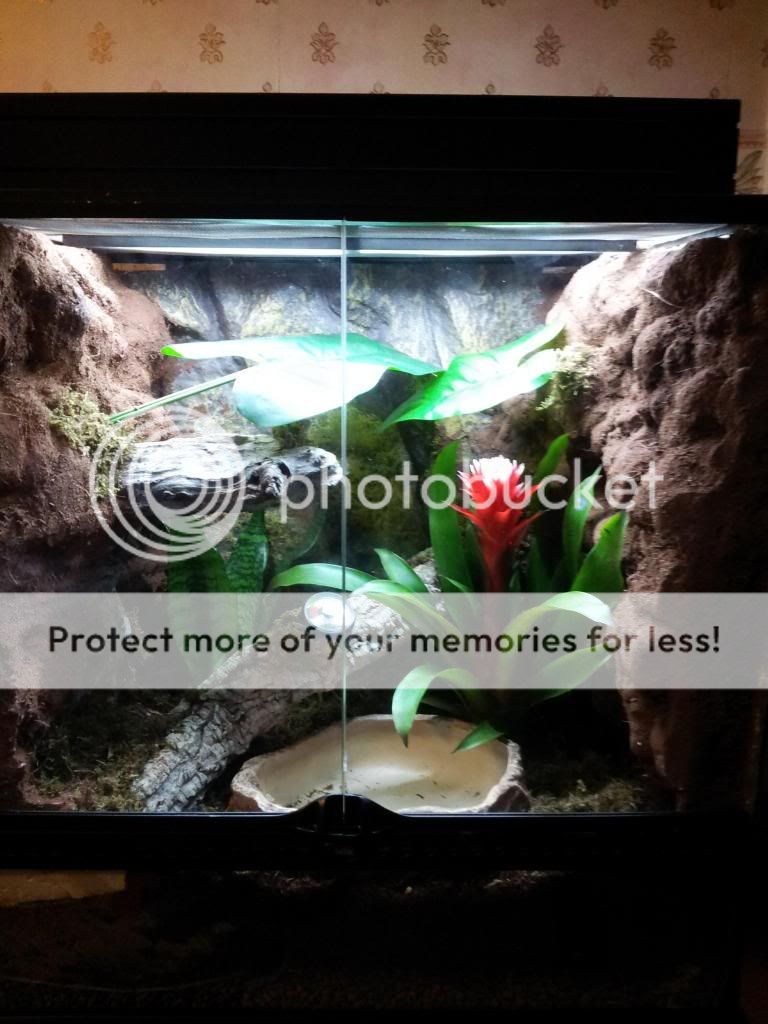 RETF planted viv finished :D | Reptile Forums